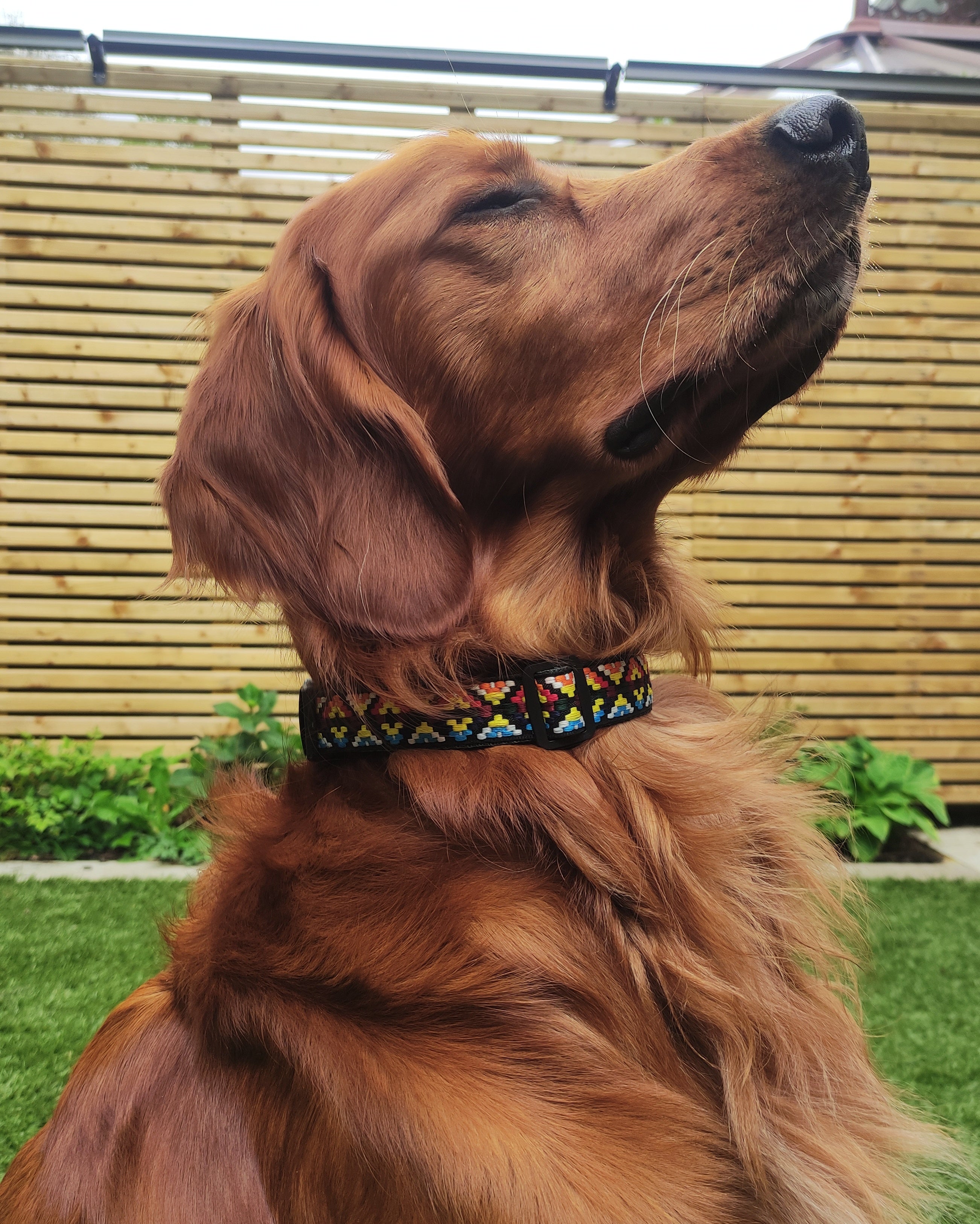 Collars – Paws Rules